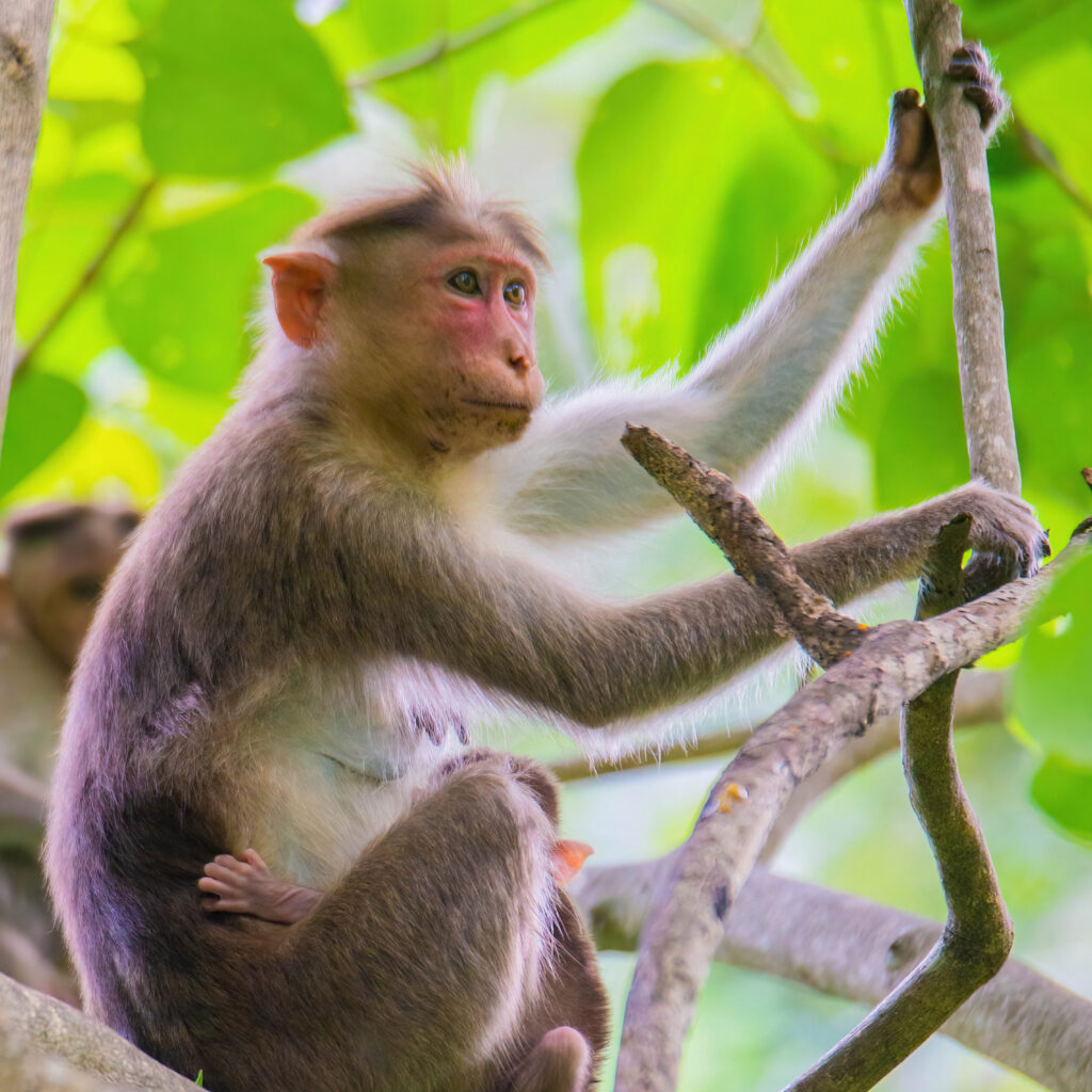 Home - A Rocha India