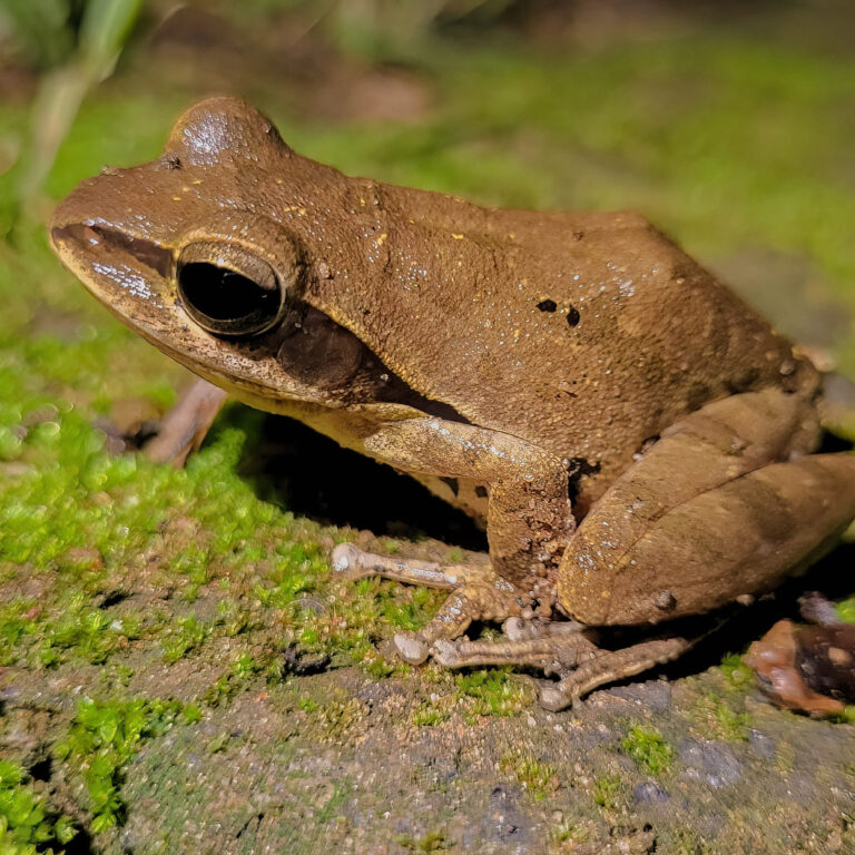 Home - A Rocha India