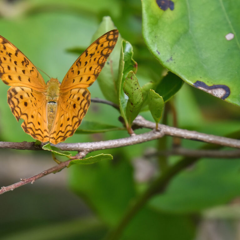 Home - A Rocha India