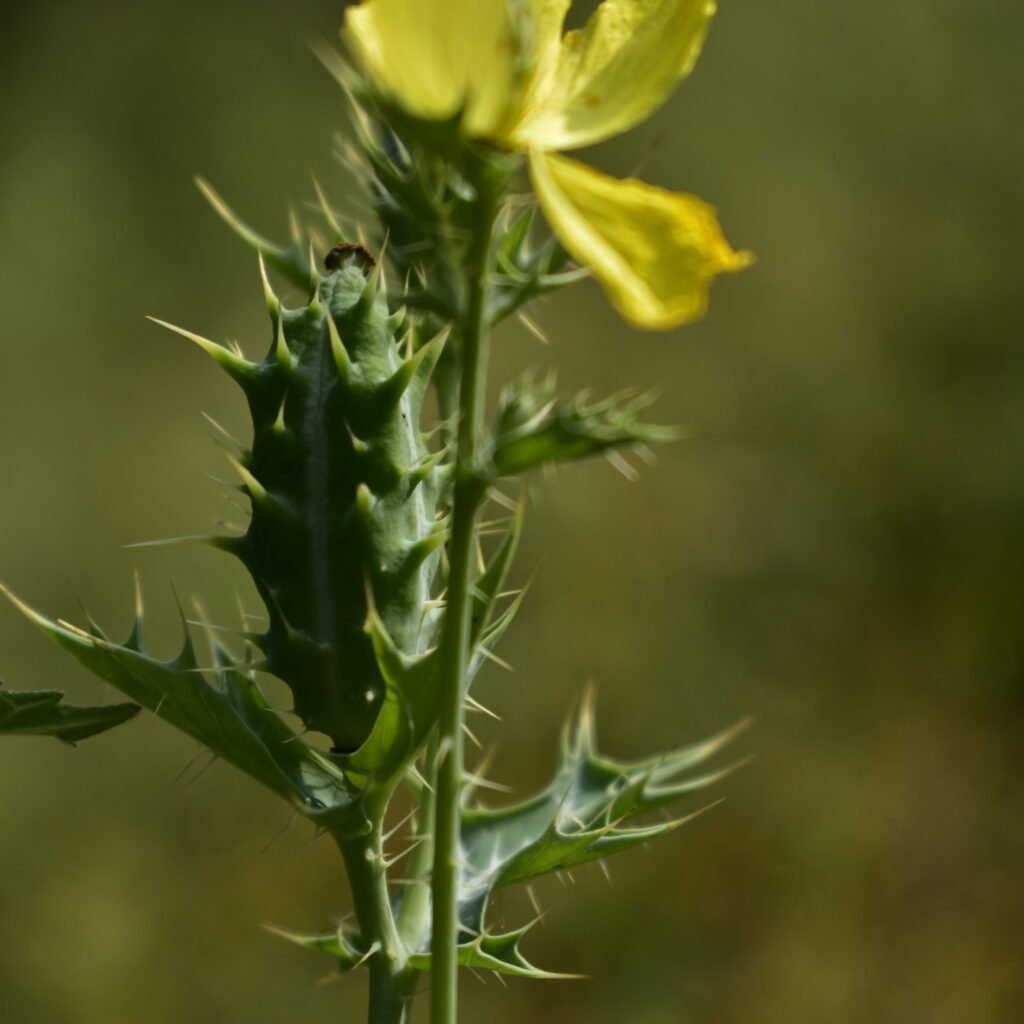 Home - A Rocha India