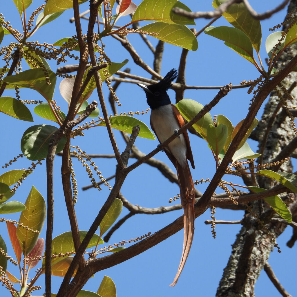 Home - A Rocha India