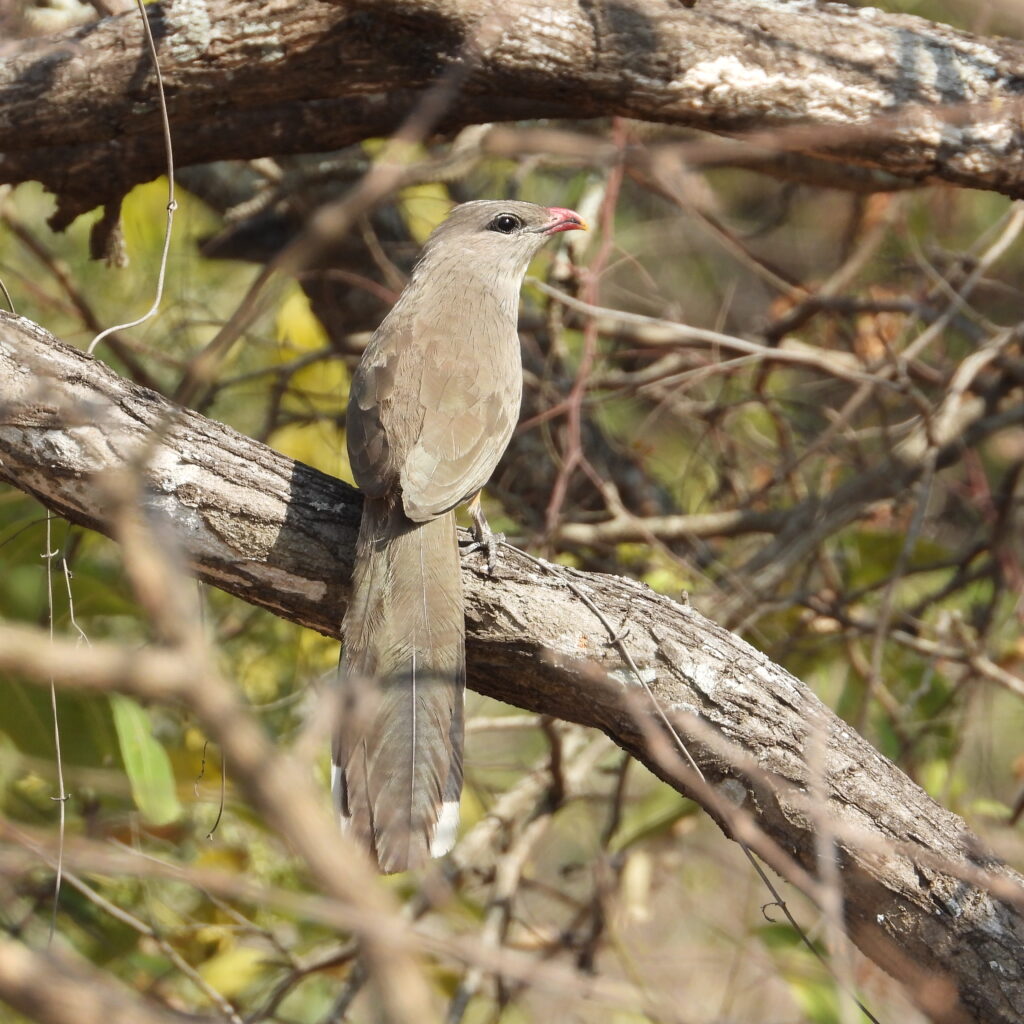 Home - A Rocha India