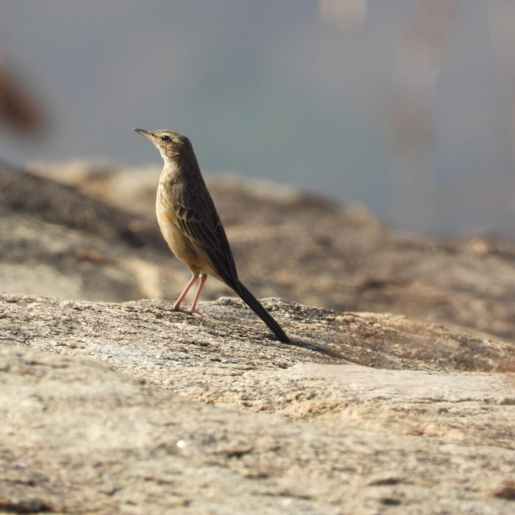 Home - A Rocha India