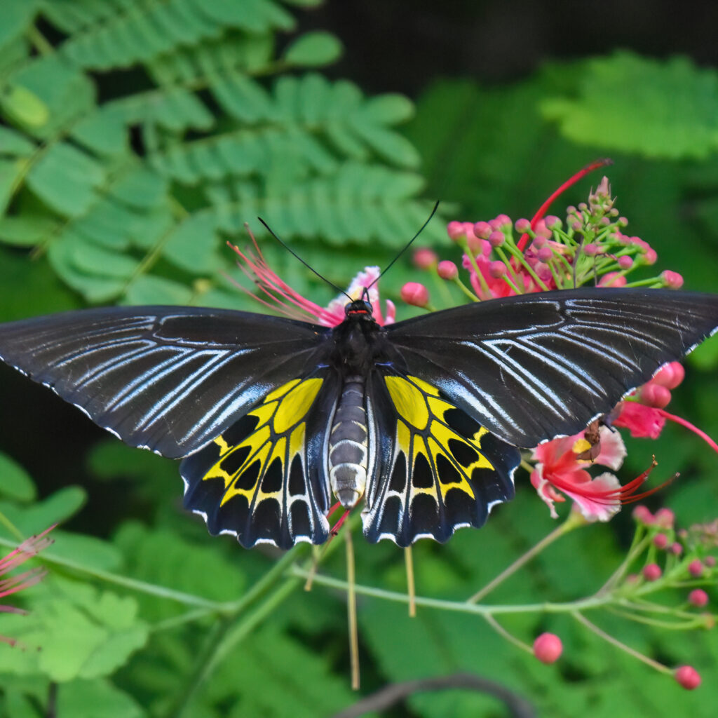 Home - A Rocha India